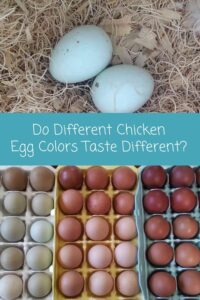Do Chicken Egg Colors Taste Different? - Backyard Poultry